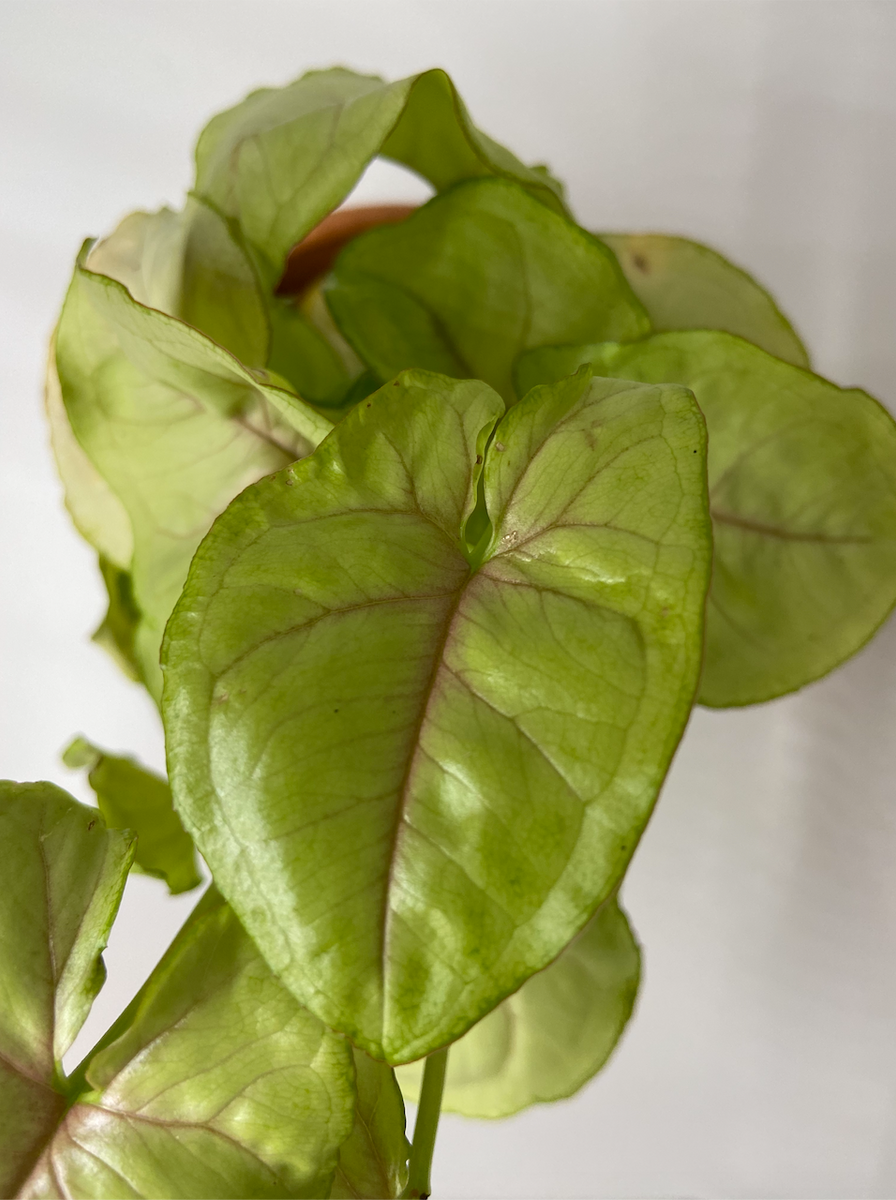 Syngonium podophyllum / Exotic Allusion Arrowhead Plant – Sweeter Sweet Pea