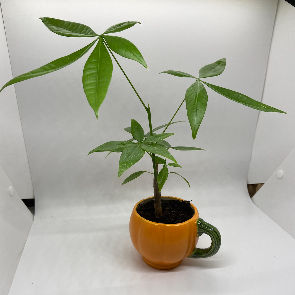 Money Tree – Sweeter Sweet Pea